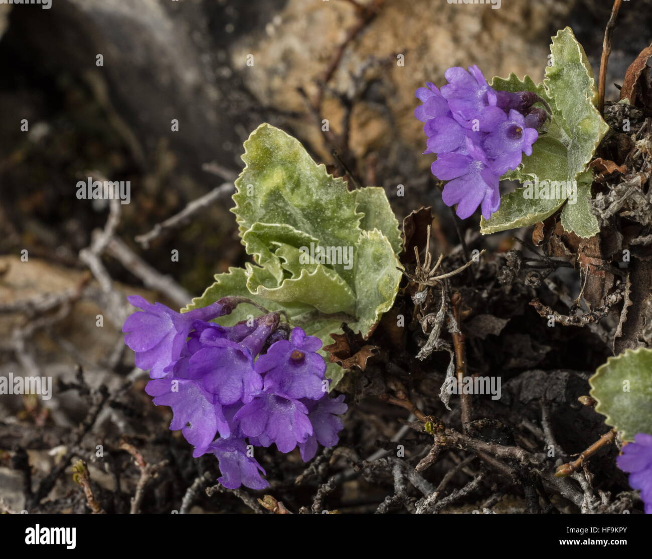 Silver-edged primrose, Primula marginata in flower high in the Maritime ...