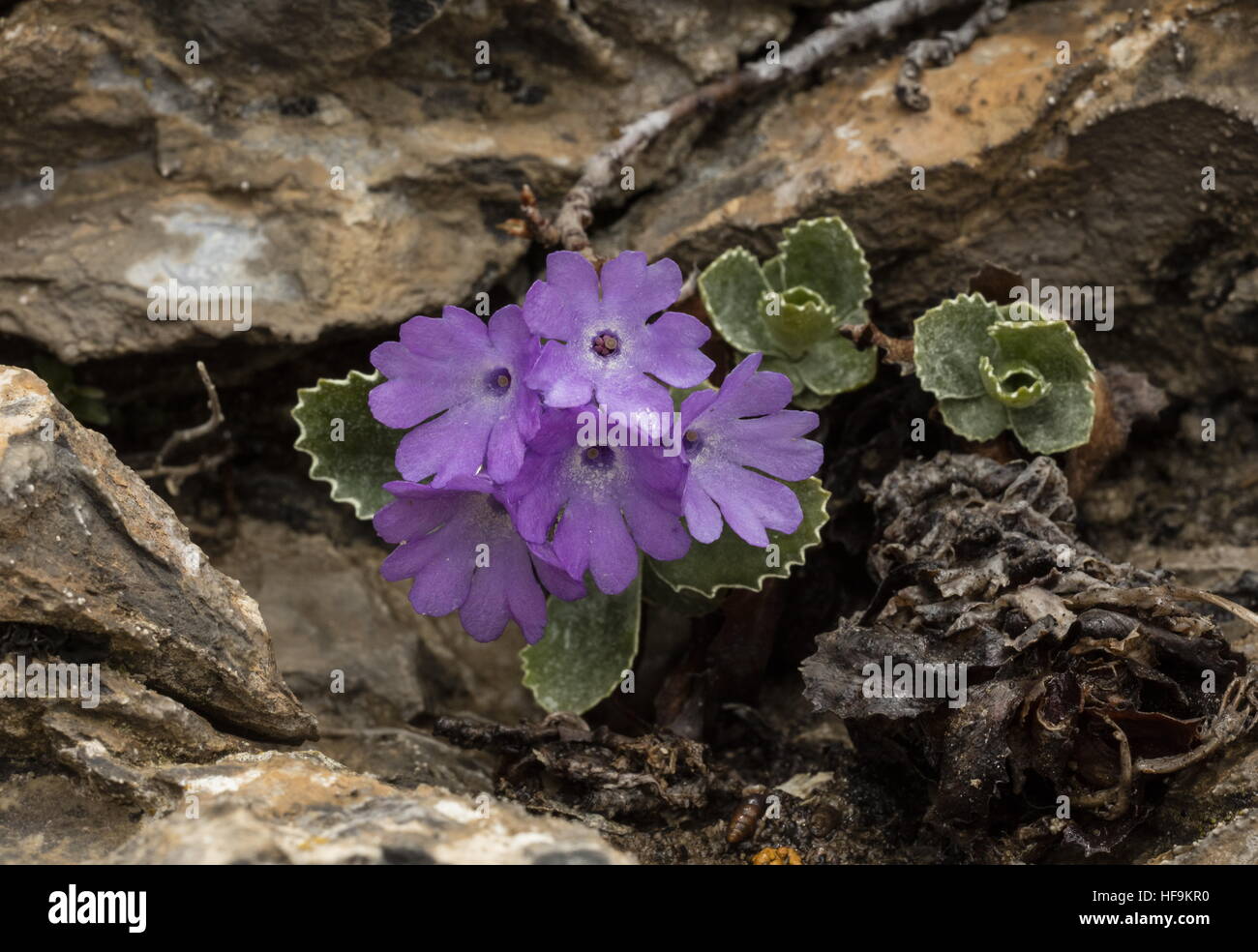 Silver-edged primrose, Primula marginata in flower high in the Maritime ...