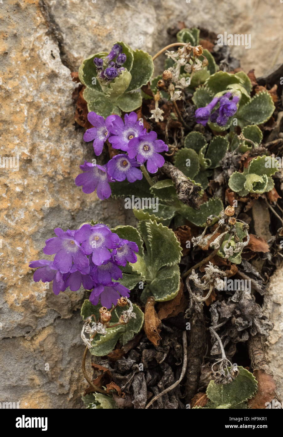 Silver-edged primrose, Primula marginata in flower high in the Maritime ...