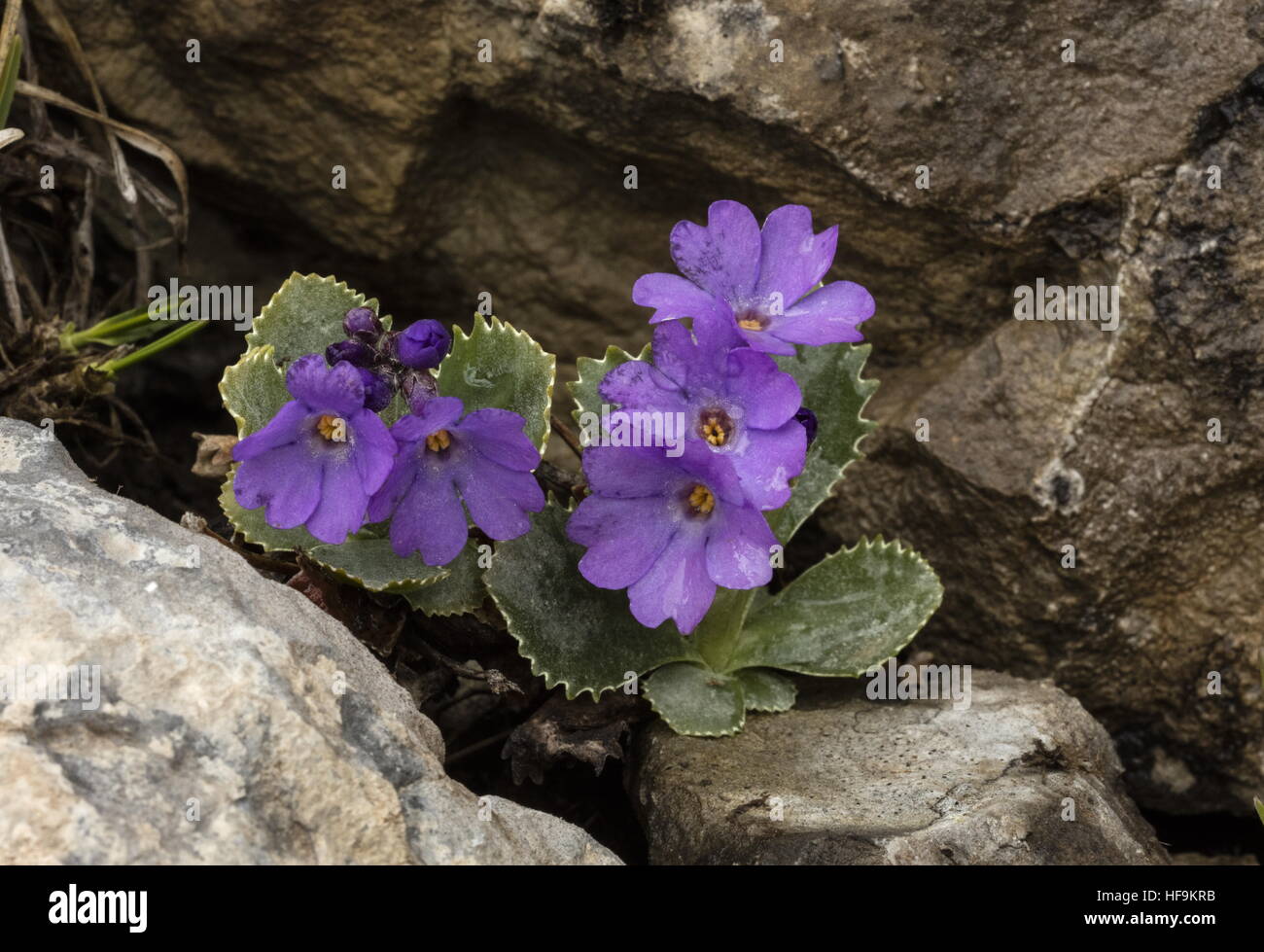 Silver-edged primrose, Primula marginata in flower high in the Maritime ...