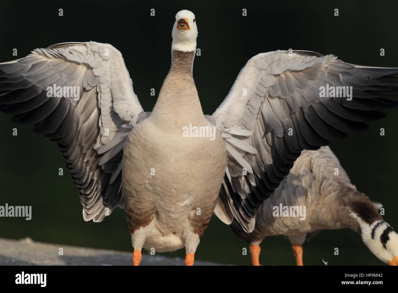 Bar-headed Goose (Anser indicus Stock Photo - Alamy
