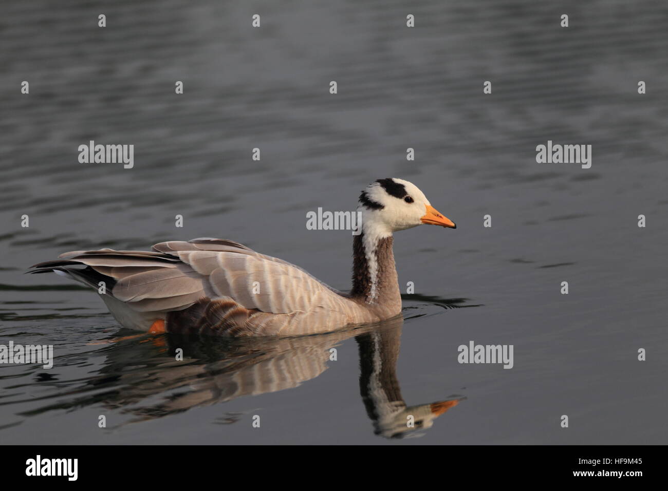 Bar-headed Goose (Anser indicus Stock Photo - Alamy