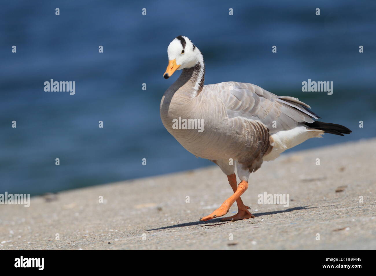Bar-headed Goose (Anser indicus Stock Photo - Alamy