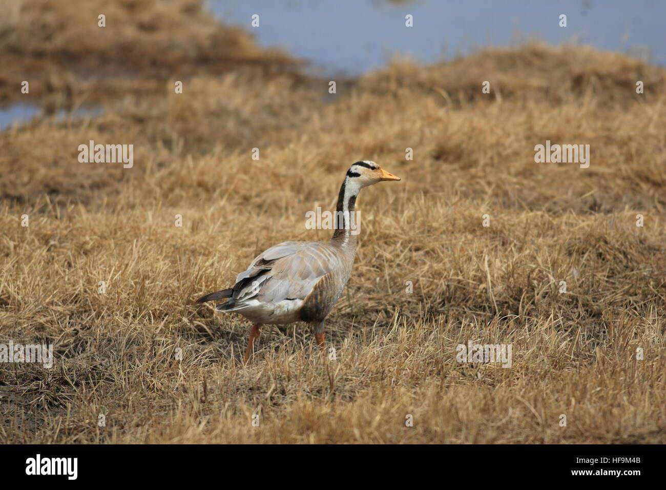 Bar-headed Goose (Anser indicus Stock Photo - Alamy