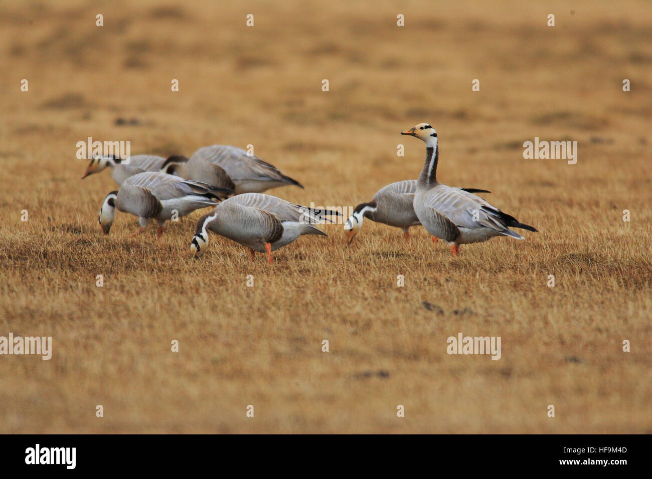 Bar-headed Goose (Anser indicus Stock Photo - Alamy