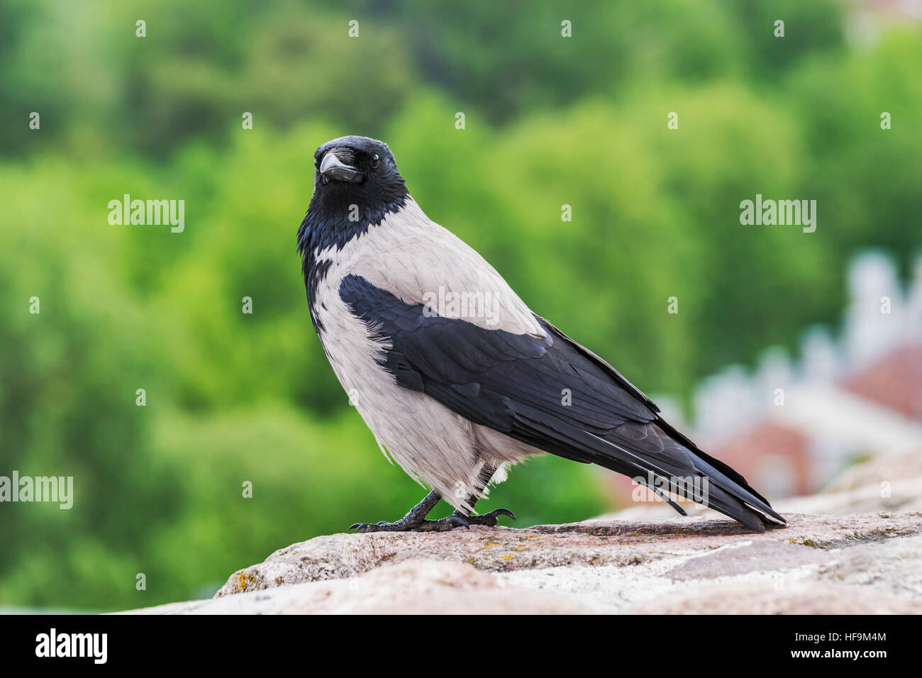Closeup view of a dun crow, Corvus corone Stock Photo - Alamy