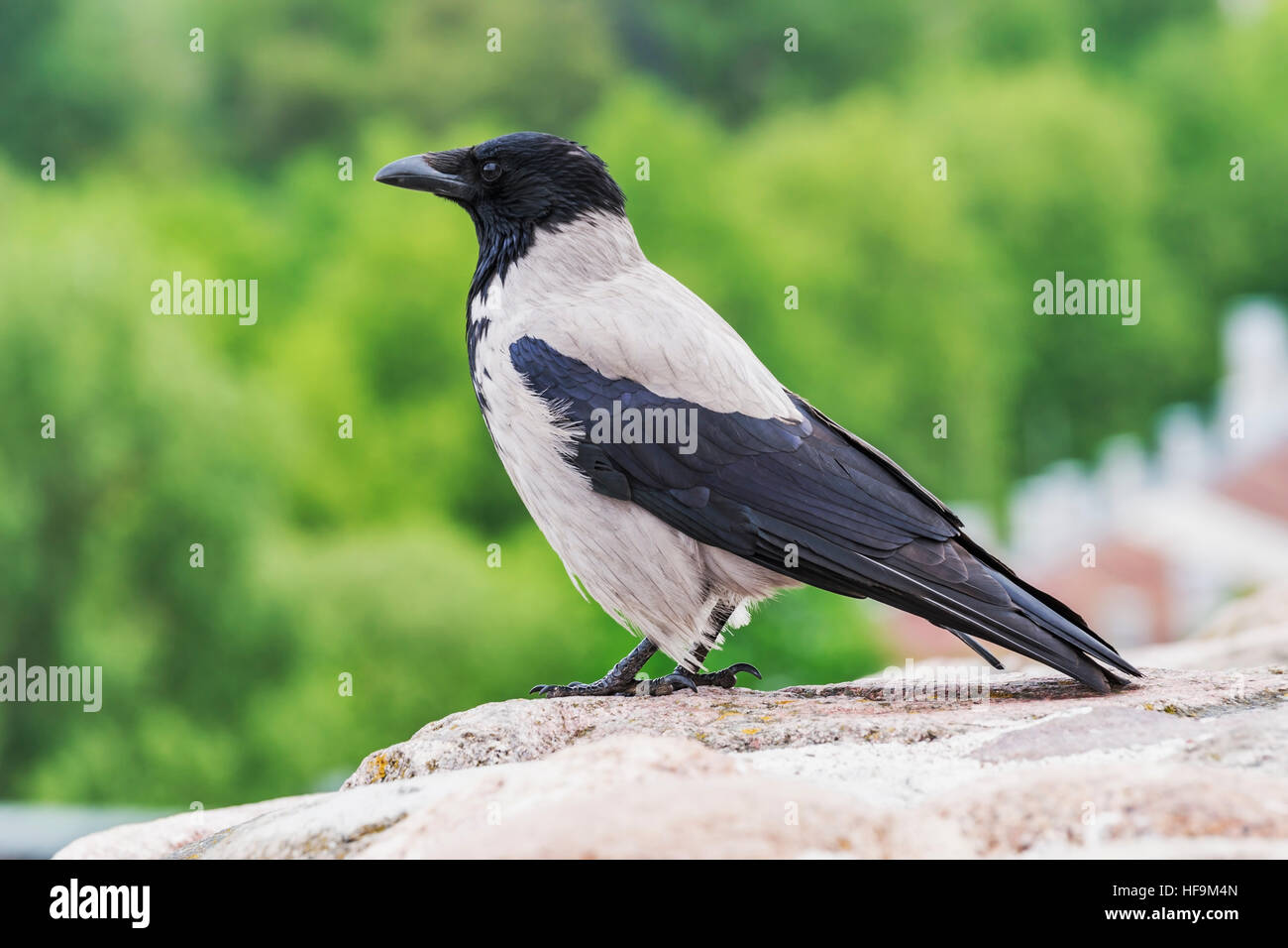 Dun crow hi-res stock photography and images - Alamy