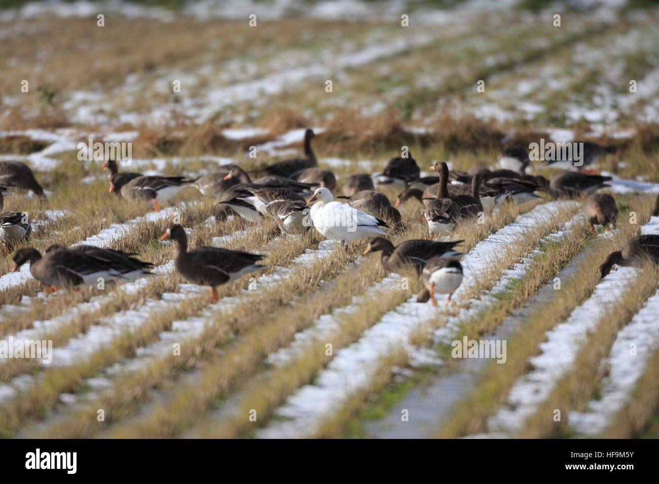 Snow goose (Anser caerulescens ) in Japan Stock Photo - Alamy