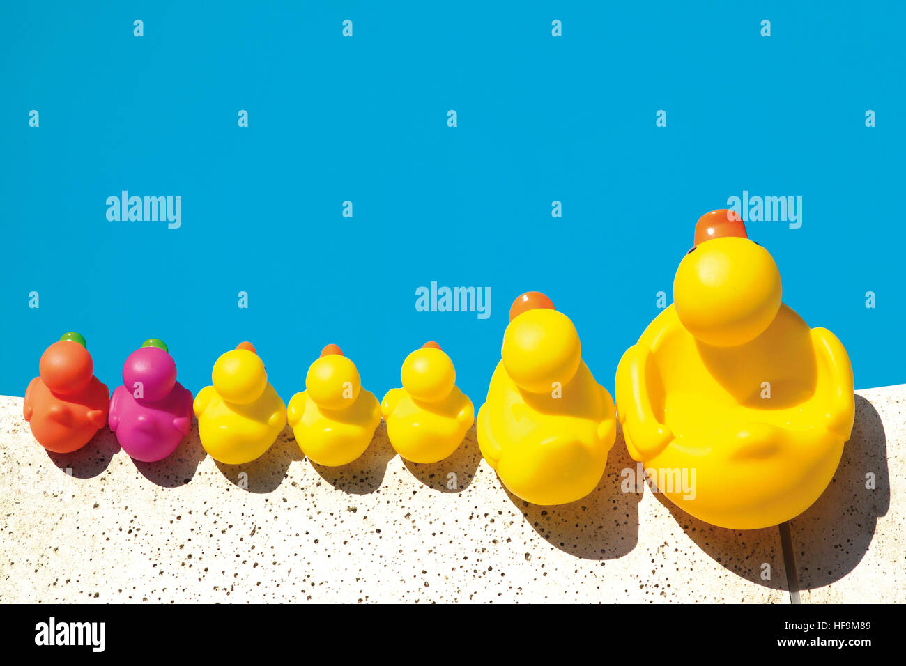 Rubber duckies lined up along the edge of a swimming pool Stock Photo ...
