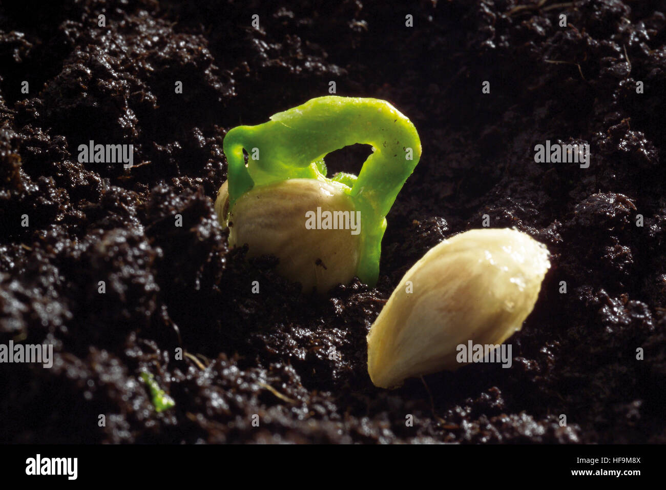 Lemon sprout (Citrus × lemon) peeking out of soil Stock Photo - Alamy