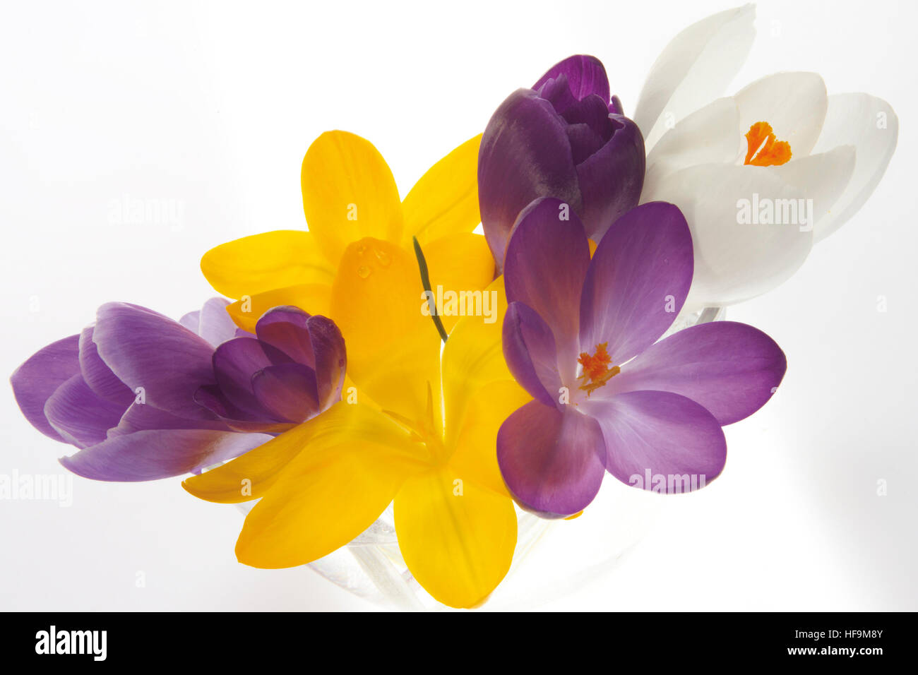 Colourful crocuses hi-res stock photography and images - Alamy