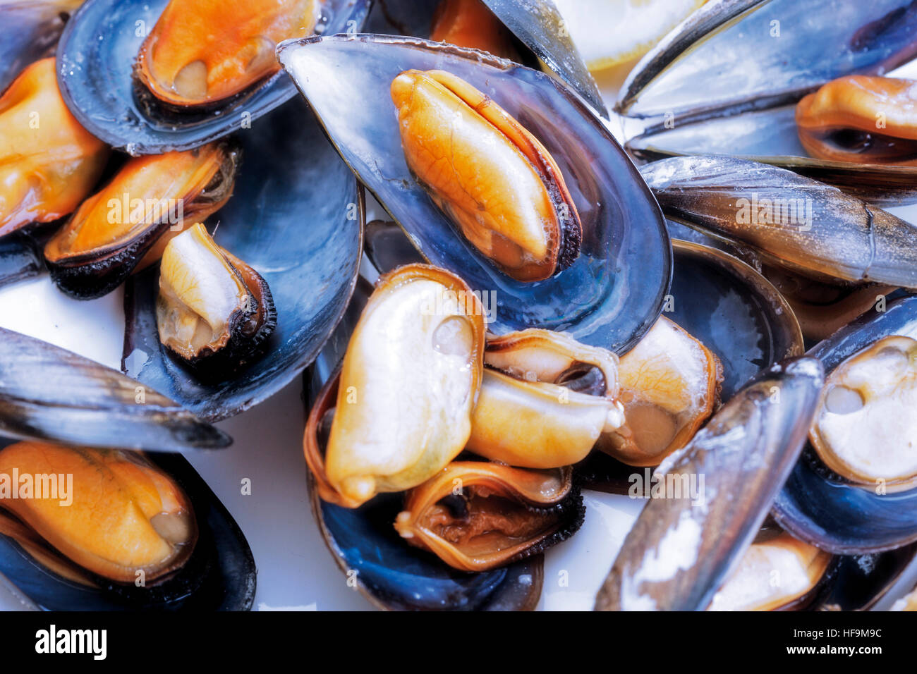 Spanish mussels (Mytilus Stock Photo - Alamy