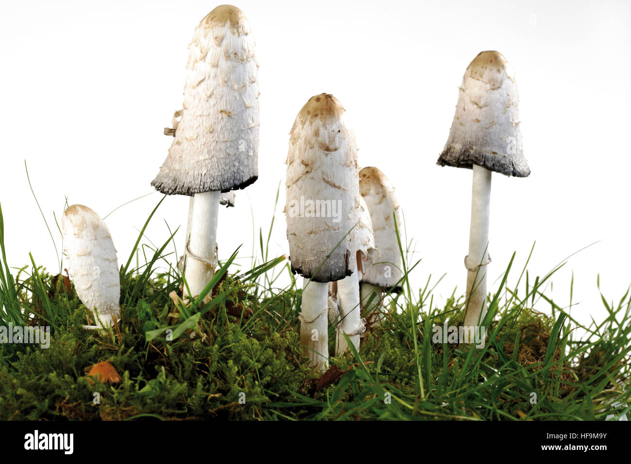 Inky Cap mushrooms (Coprinus Stock Photo - Alamy