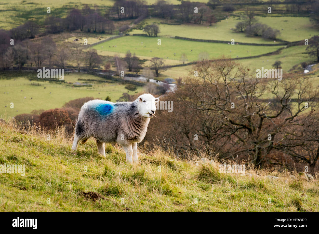 Sheep farms lake district hi-res stock photography and images - Alamy