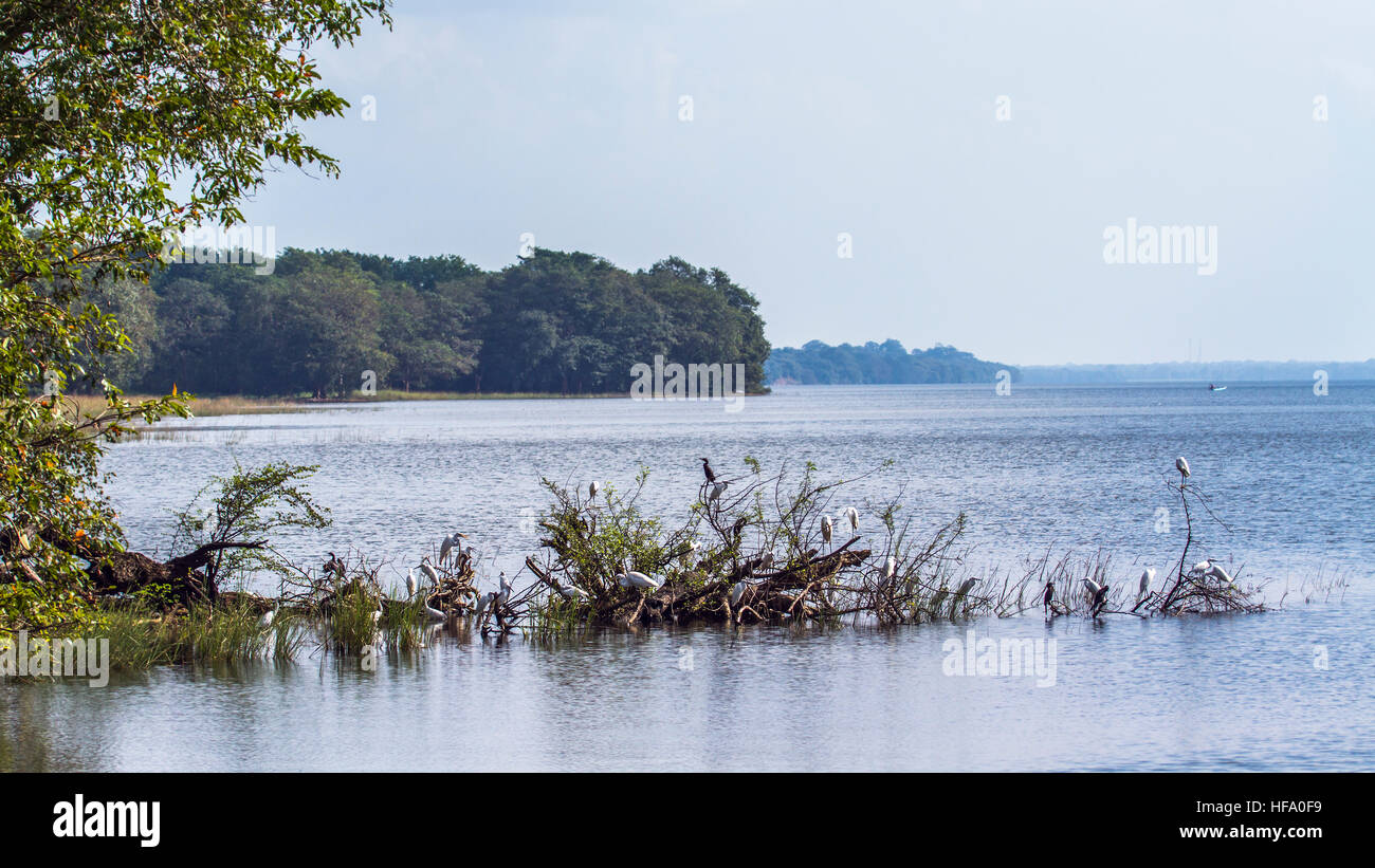 Nature reserve in Minneriya reservoir, Sri Lanka Stock Photo - Alamy