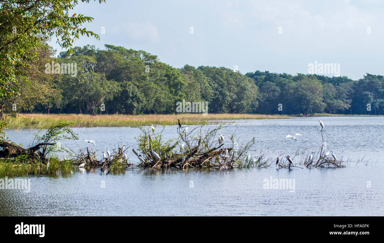 Nature reserve in Minneriya reservoir, Sri Lanka Stock Photo - Alamy