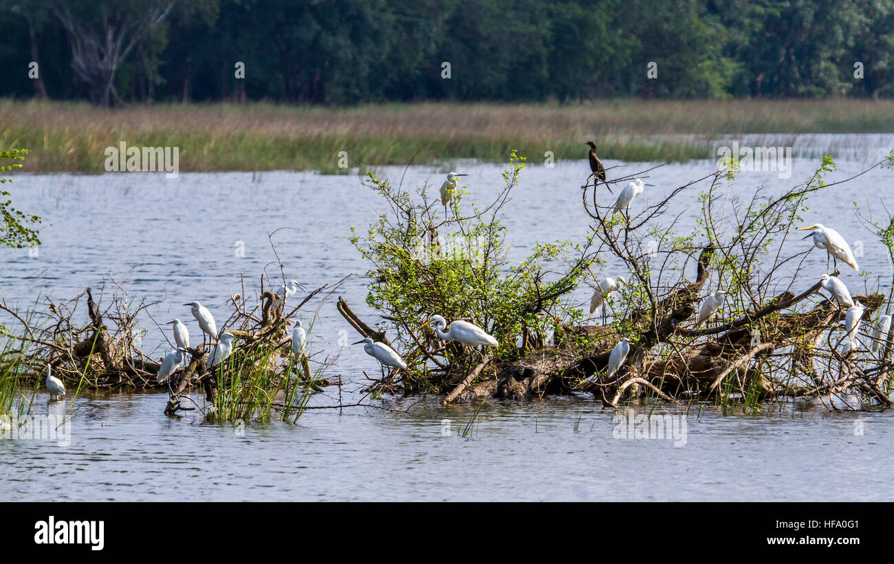 Nature reserve in Minneriya reservoir, Sri Lanka Stock Photo - Alamy