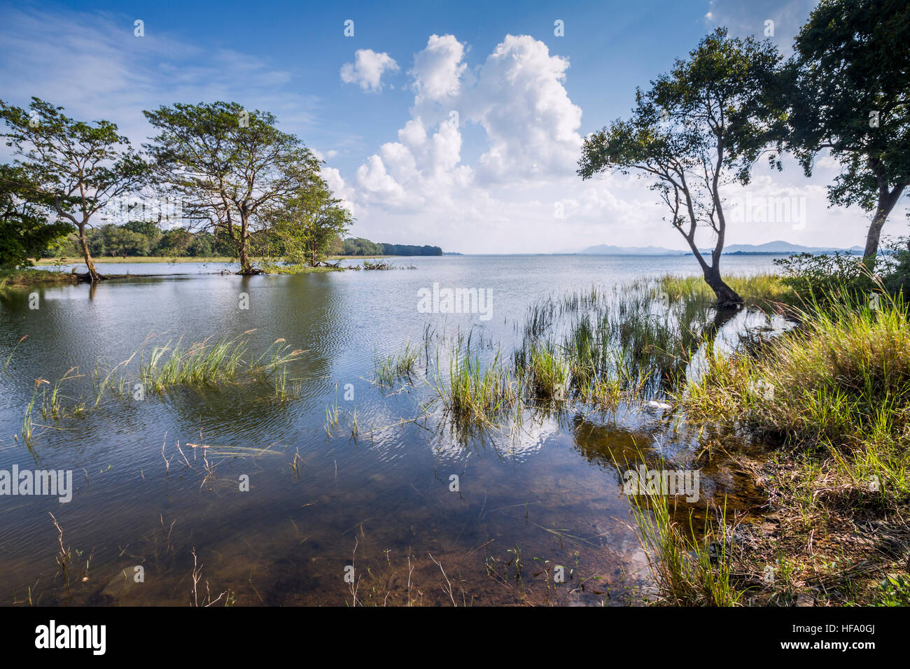 Nature reserve in Minneriya reservoir, Sri Lanka Stock Photo - Alamy