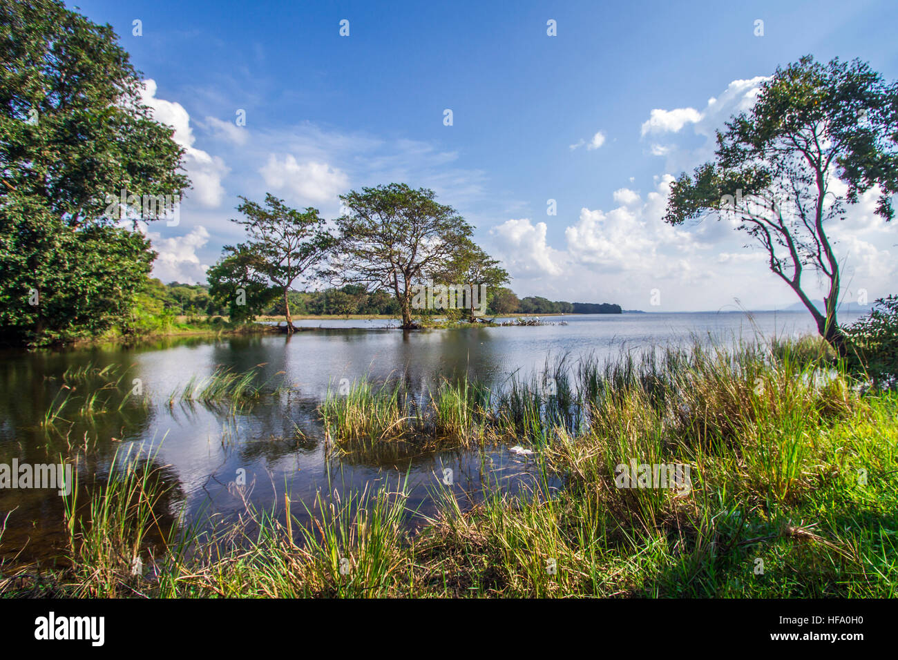 Nature reserve in Minneriya reservoir, Sri Lanka Stock Photo - Alamy
