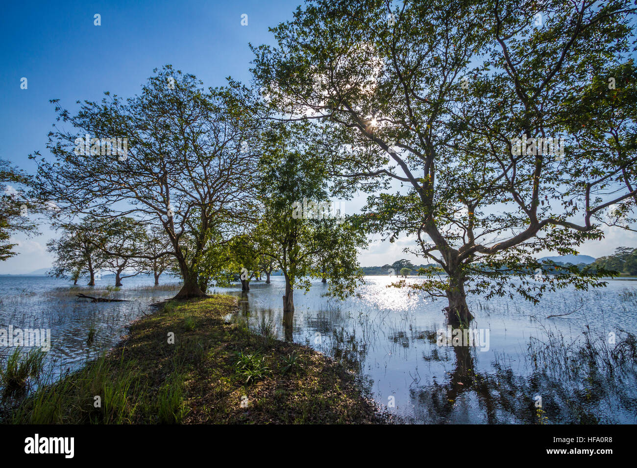 Nature reserve in Minneriya reservoir, Sri Lanka Stock Photo - Alamy