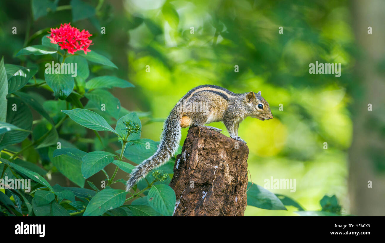 Indian palm squirrel in Minneriya national park, Sri Lanka ; specie ...