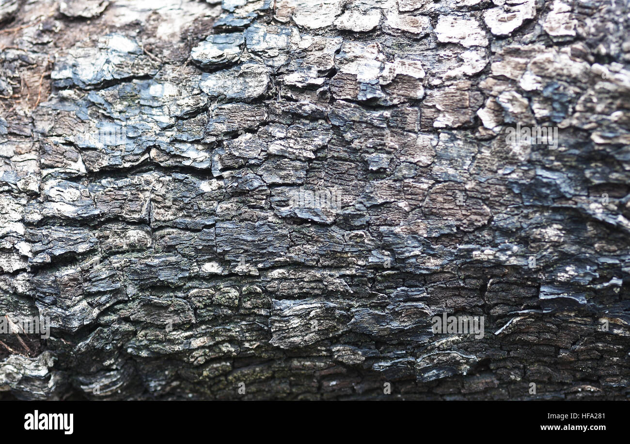 Old Bark Texture High Resolution Stock Photography and Images - Alamy
