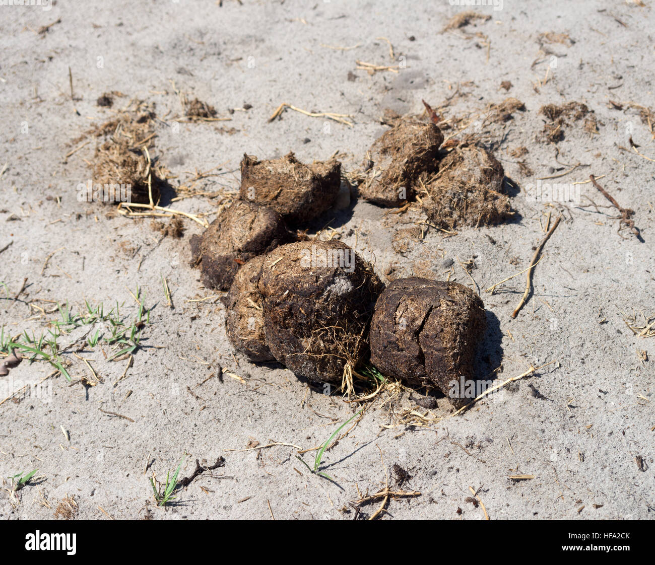 elephant dung excrement on sand Stock Photo - Alamy
