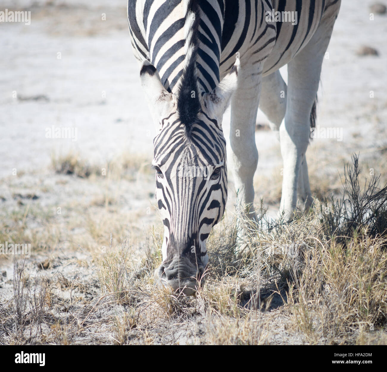 Zebra in africa hi-res stock photography and images - Alamy