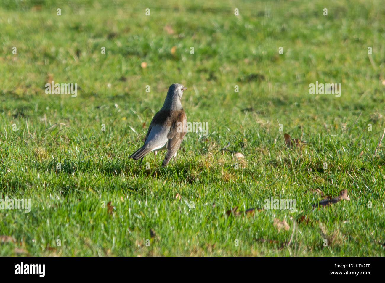 Thrush family hi-res stock photography and images - Alamy