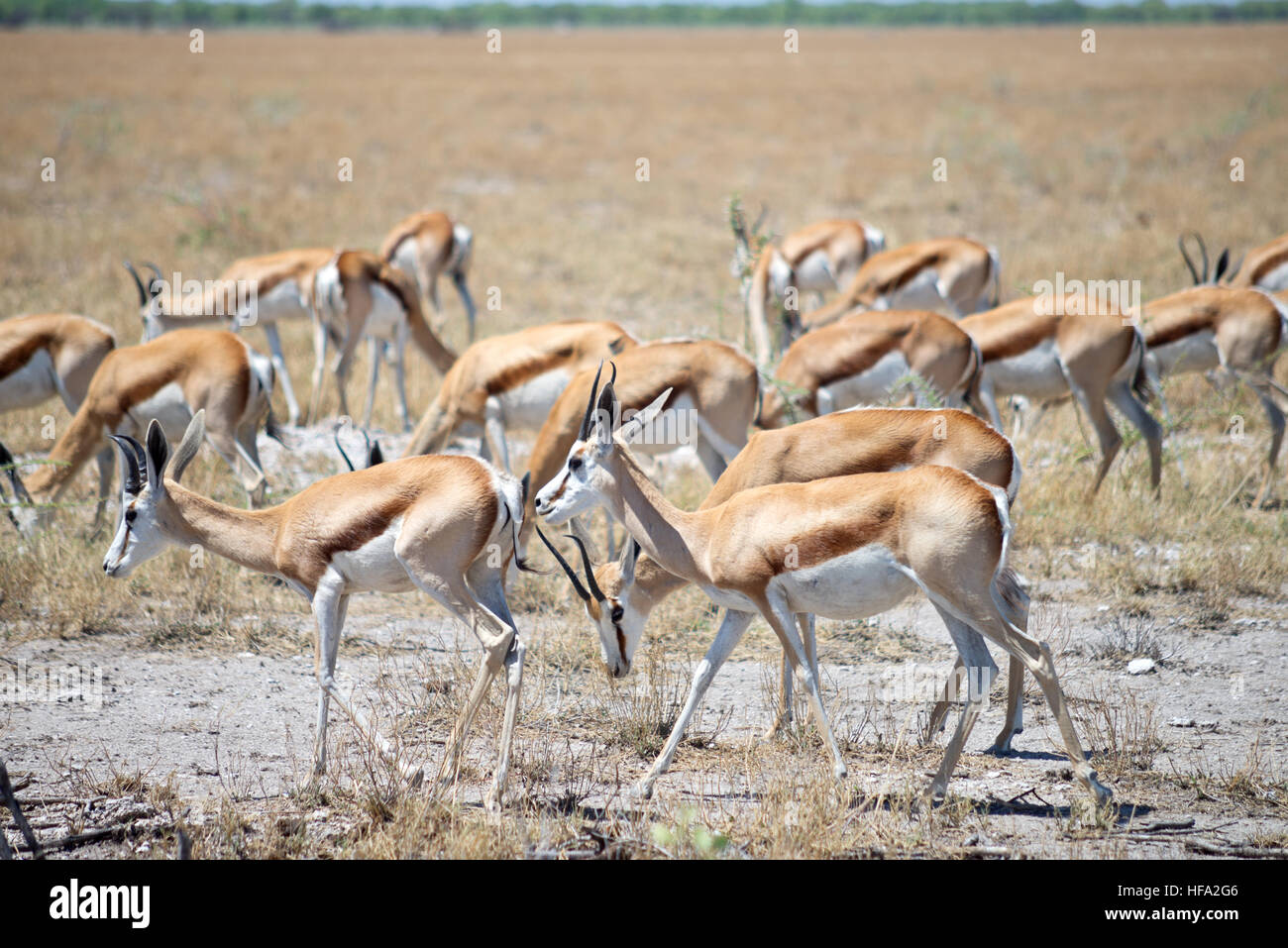 Family of antelopes hi-res stock photography and images - Alamy