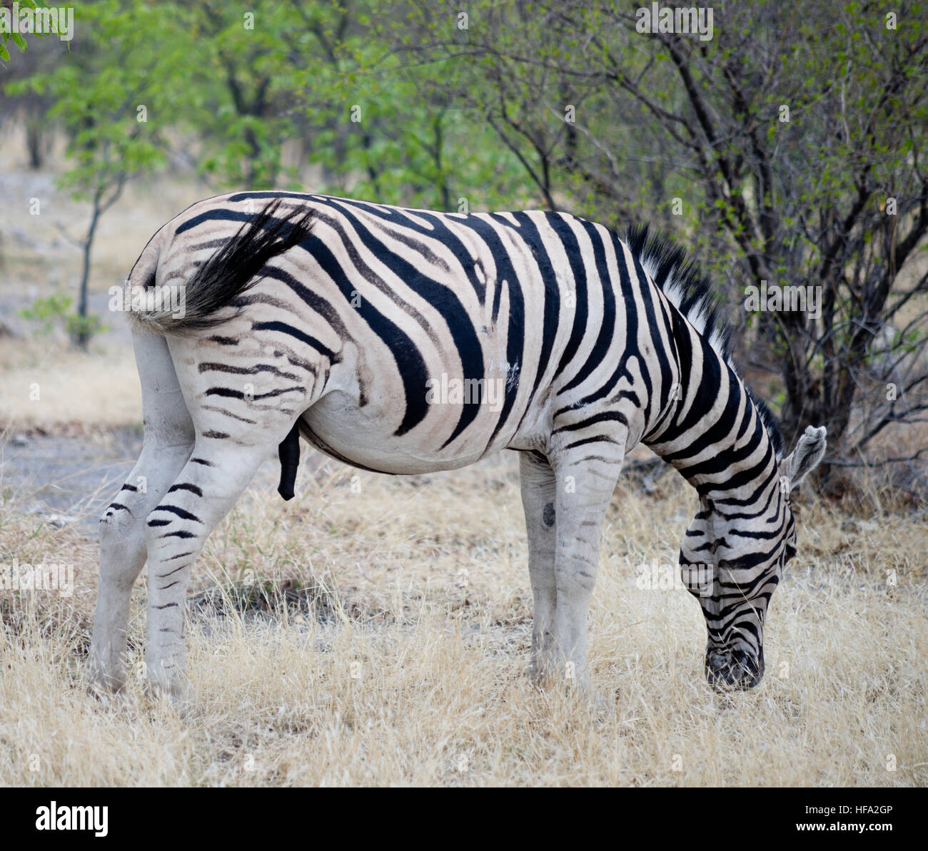 zebra in Africa Stock Photo - Alamy