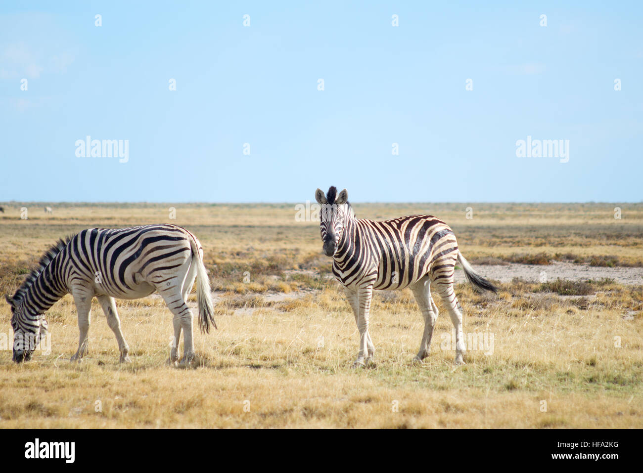 Two zebras hi-res stock photography and images - Alamy