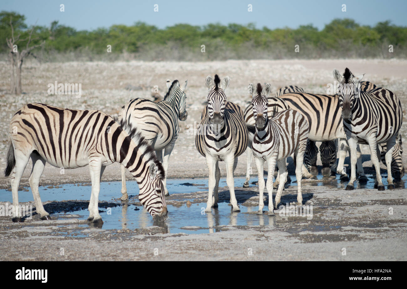 Burchells zebras at a water hole hi-res stock photography and images ...