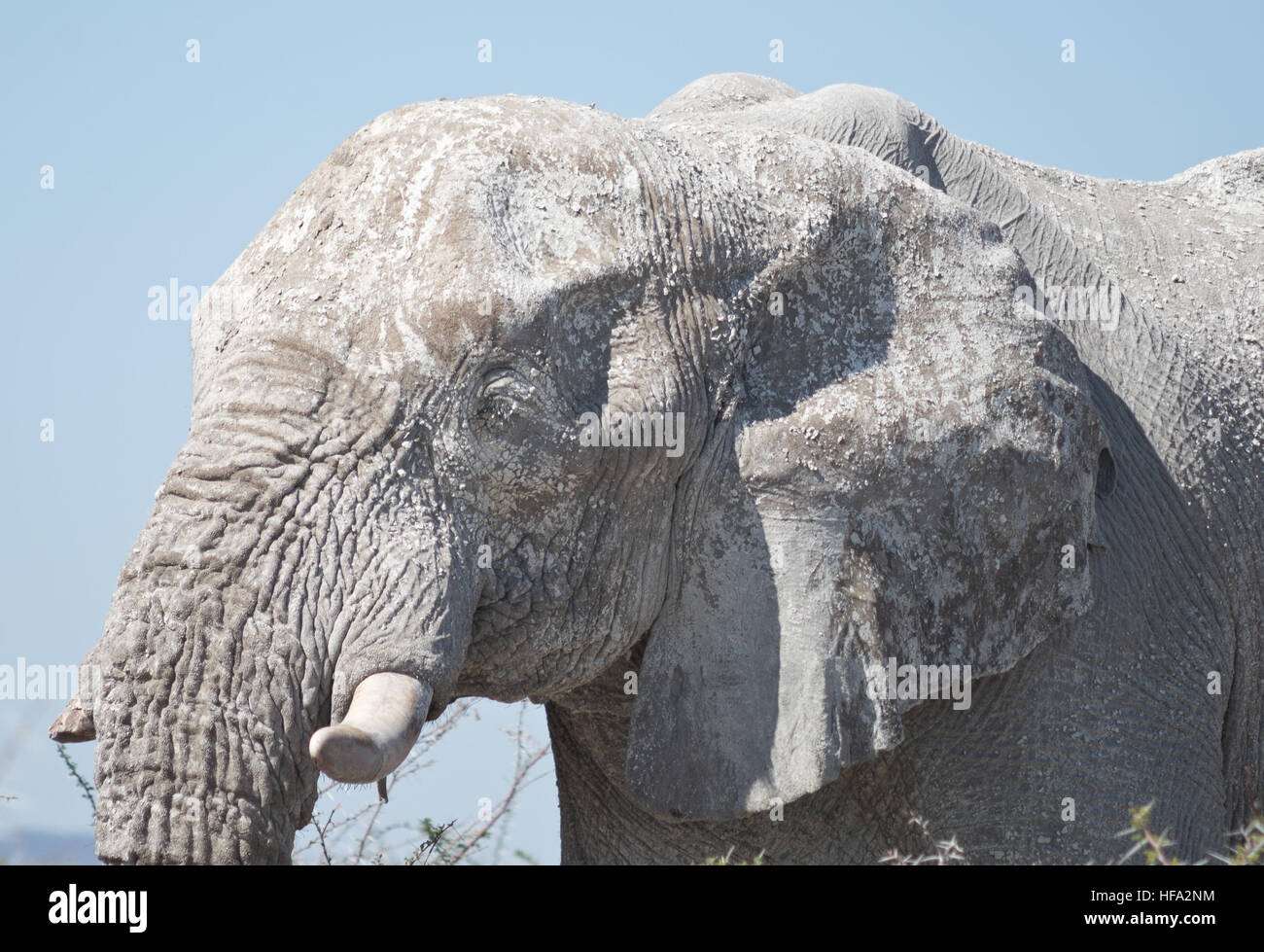 Old elephant hi-res stock photography and images - Alamy