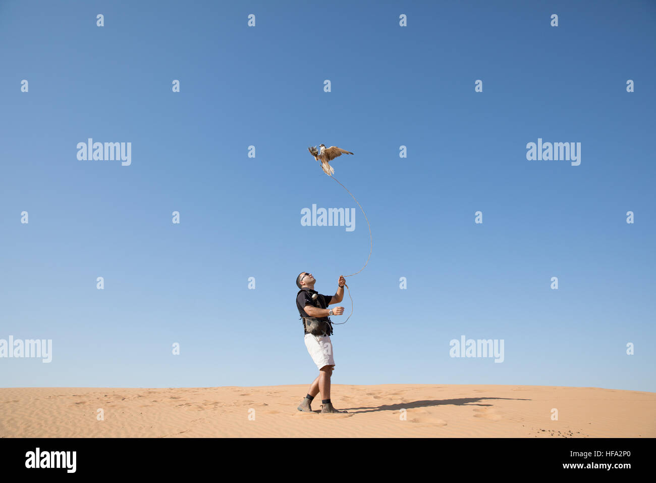 Saudi arabia man with falcon hi-res stock photography and images - Alamy