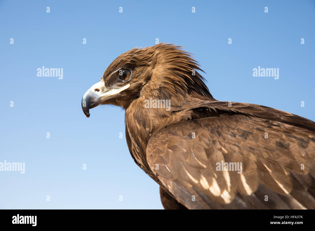 Featherless Eagle