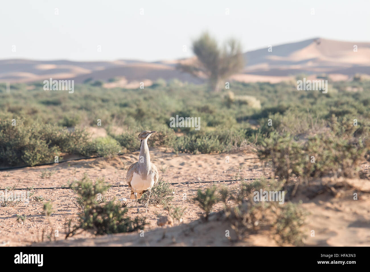Houbara bustard in the desert Stock Photo - Alamy