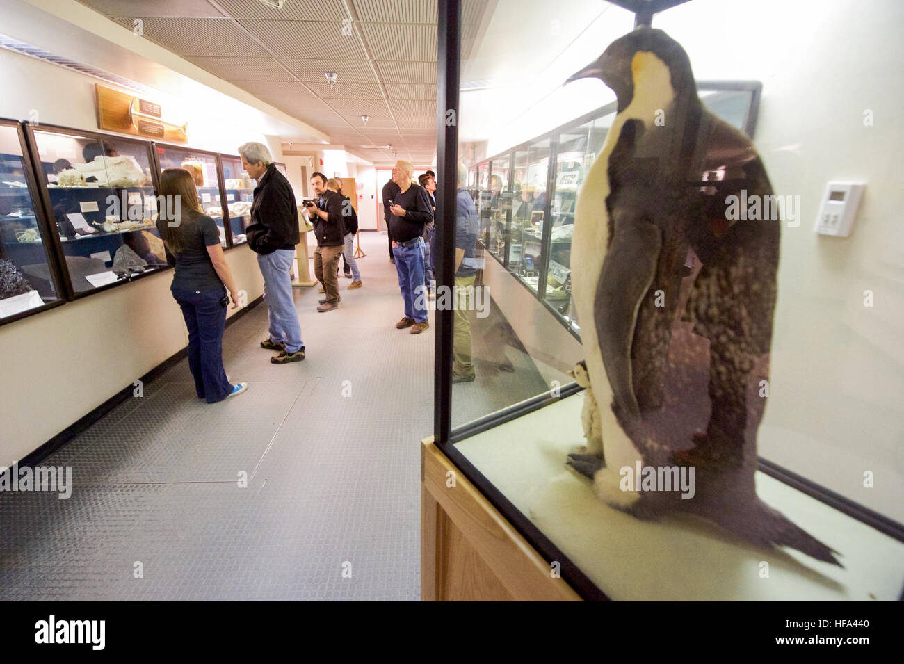 A stuffed Emporer penguin and her chick stand in a display case as U.S ...
