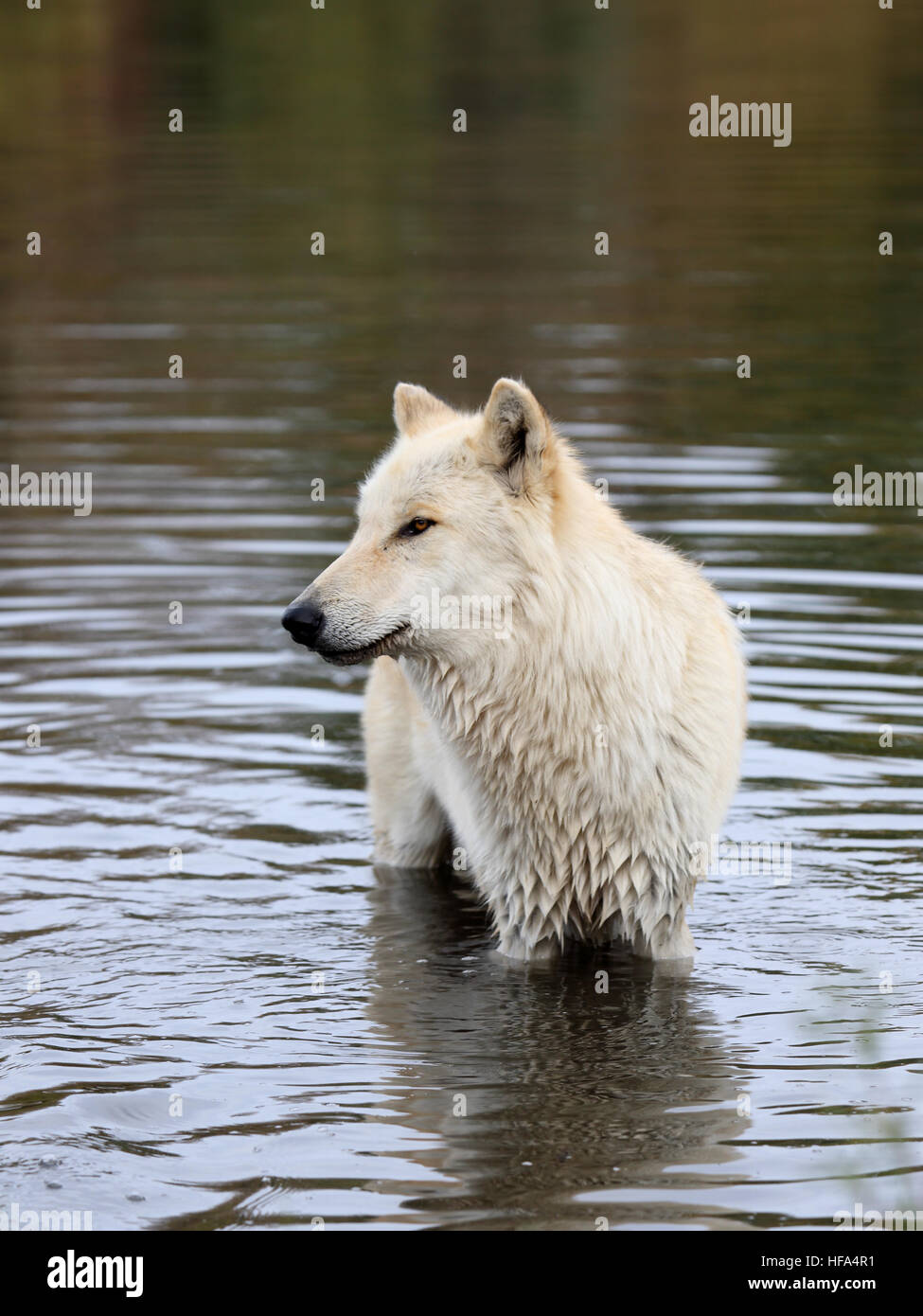 One blond wolf standing in water Stock Photo - Alamy