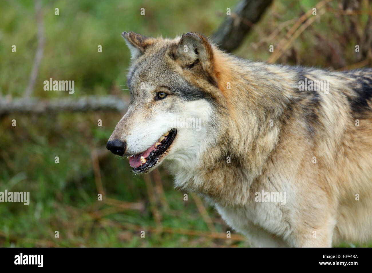 One wolf hi-res stock photography and images - Alamy