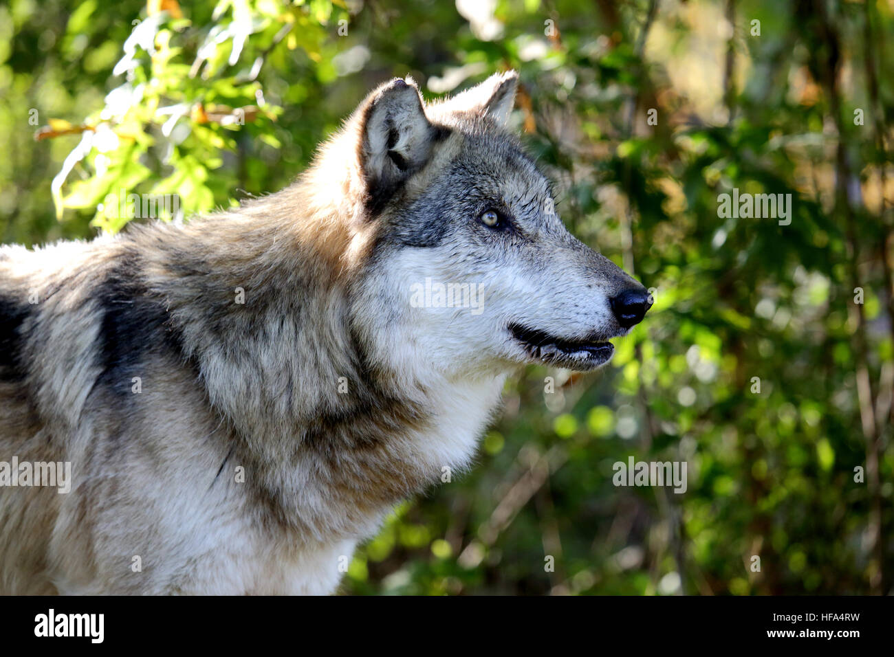 One wolf hi-res stock photography and images - Alamy
