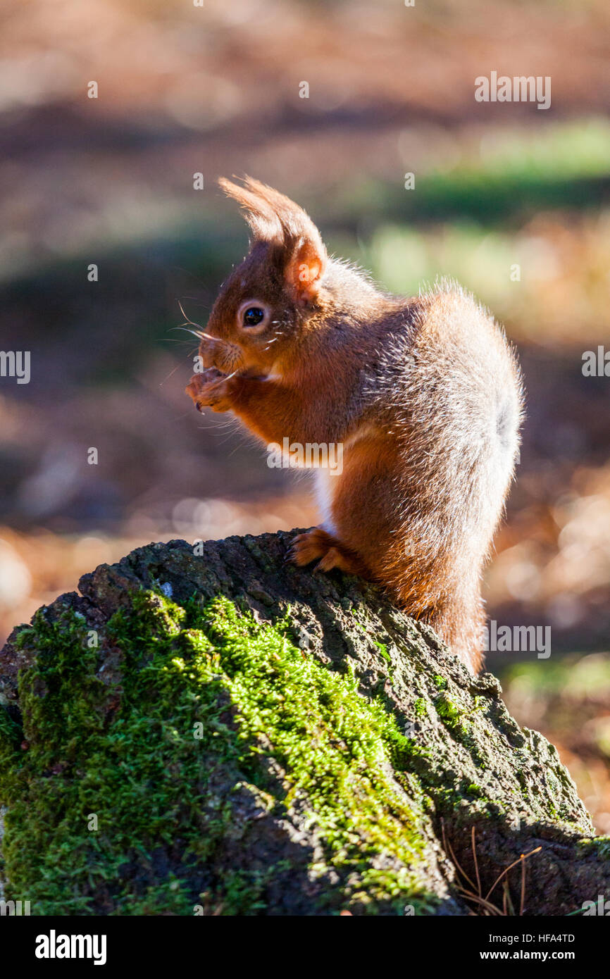 Young Red Squirrel sitting eating nuts with his red furl catching the ...