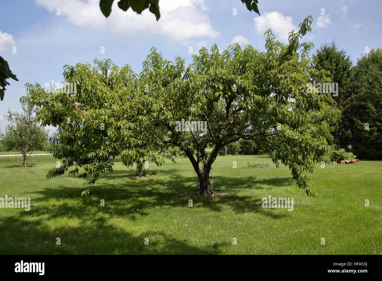 Large peach tree in backyard orchard in mid-season Stock Photo - Alamy