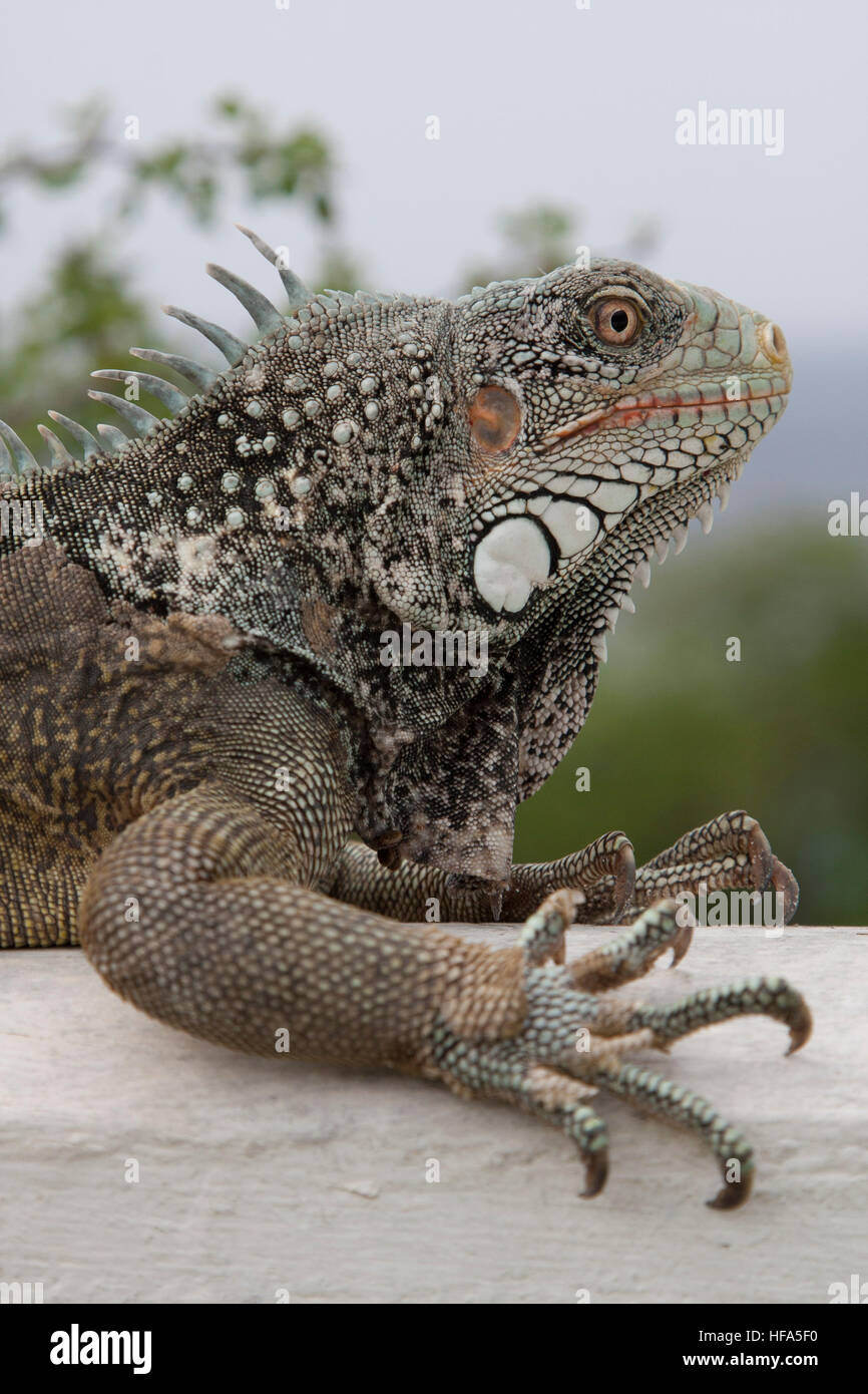 Big lizard hi-res stock photography and images - Alamy