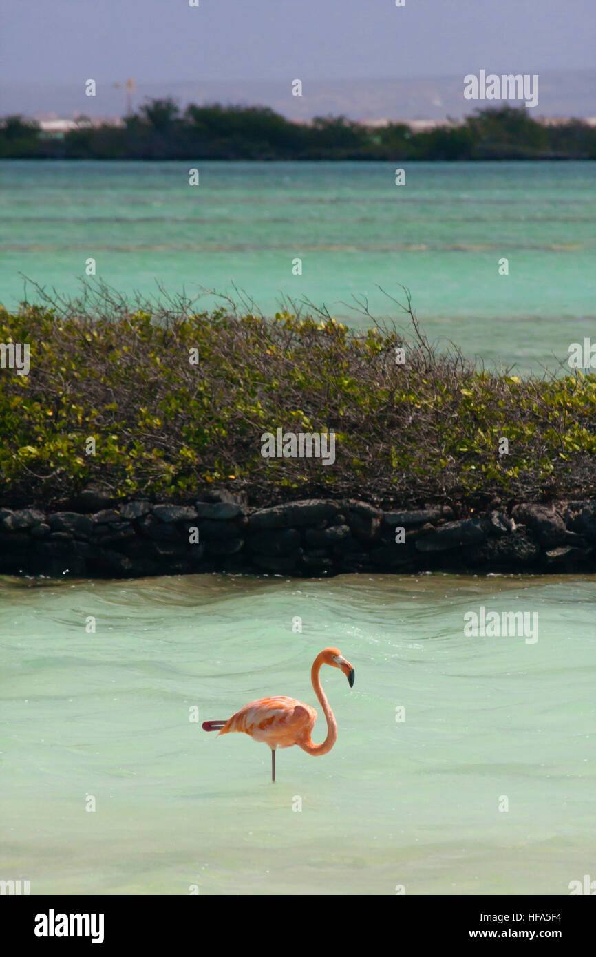 Flamingo on the island of Bonaire Stock Photo - Alamy