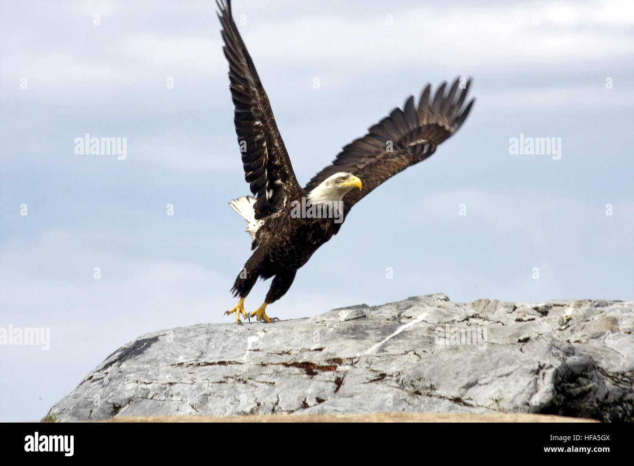 Eagle getting ready for take off Stock Photo - Alamy