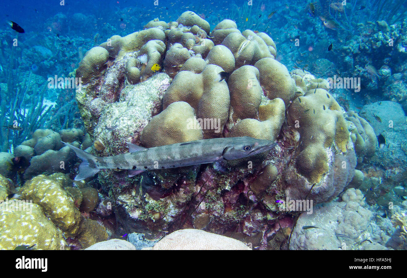 Baracuda fish hi-res stock photography and images - Alamy