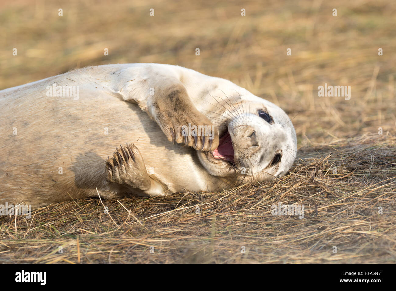 Laughing Seal High Resolution Stock Photography and Images - Alamy