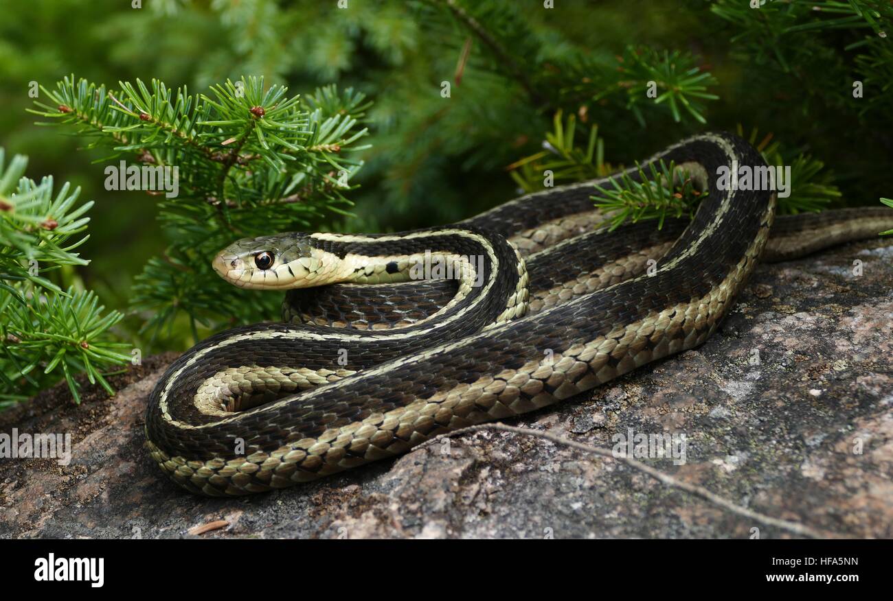 Couleuvre rayee hi-res stock photography and images - Alamy