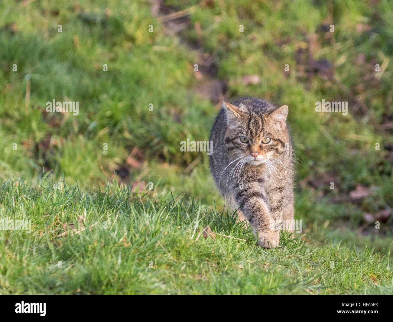 Young Scottish Wildcat Stock Photo - Alamy